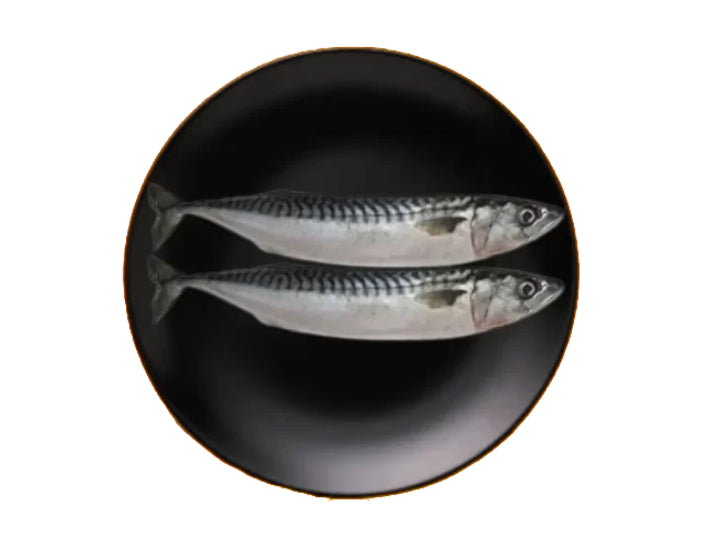 Fresh King Mackerel (Surmai) Fish Small – Tawaqqo - Fresh to Home