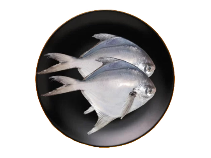 Fresh White Pomfret (Safaid Paplet) Fish Large – Tawaqqo - Fresh to Home